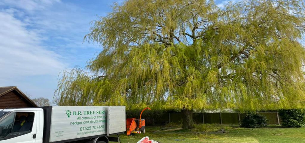 Tree Services Enfield - D. R. Tree Services - Tree Surgeon